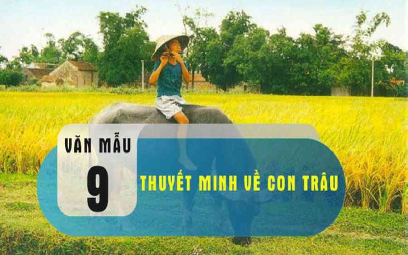 Thuyết minh về con trâu